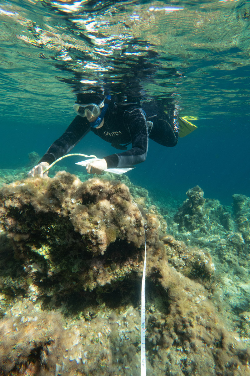 Marineforests | Macroalgae Mediterranean Forest